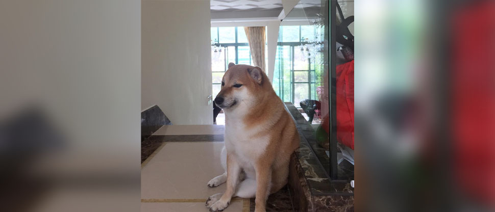 Balltze el icónico perrito de los memes falleció esta madrugada ...