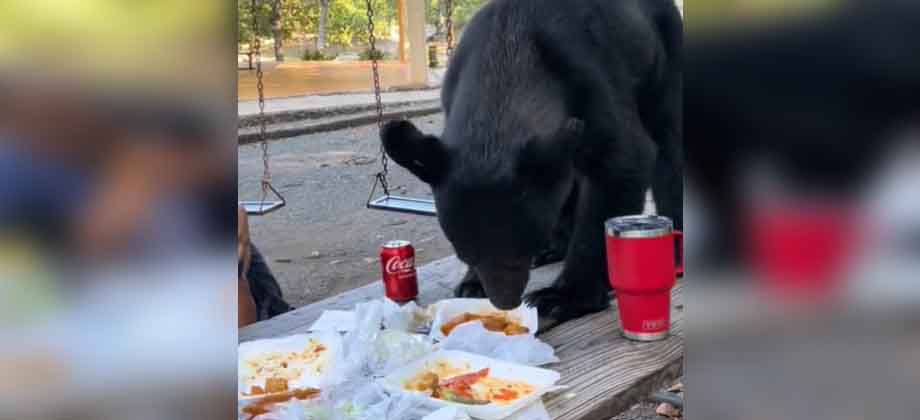Oso se acerca a una familia para comerse los tacos en México – El Blog