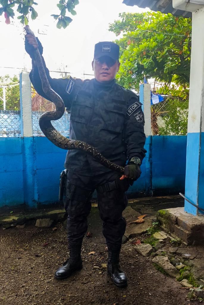 Familia descubre que una masacuata se alojaba en el techo de la ...