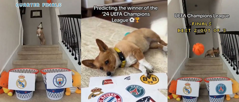 Perro pronostica que Real Madrid ganará la Champions League | Deportes ...