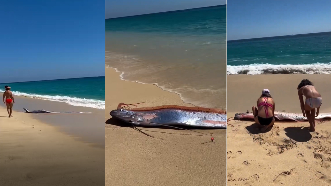 Peces remo sorprenden a varios turistas en una playa de México – El Blog