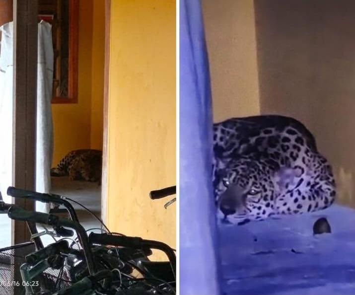Colombia: encuentra un jaguar en plena siesta al interior de la ...