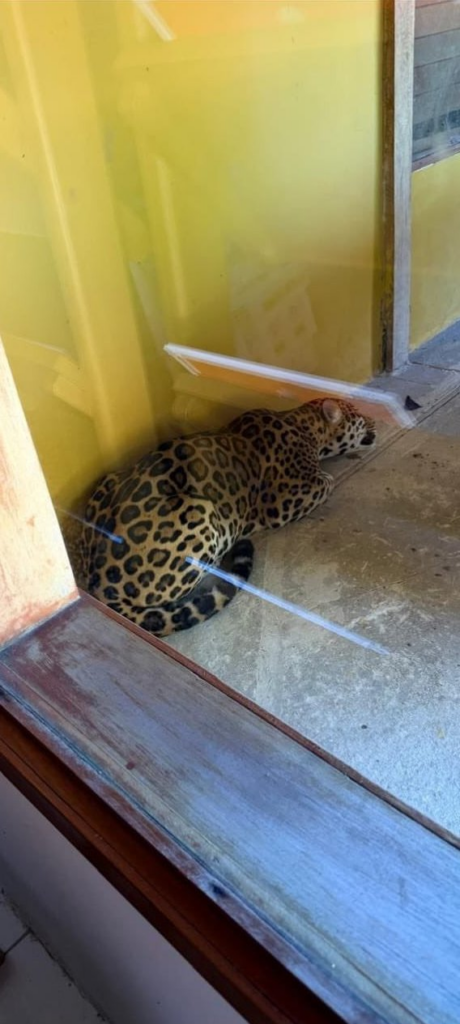 Colombia: encuentra un jaguar en plena siesta al interior de la ...